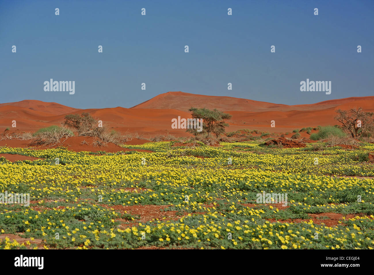 Flowers of Namib Desert Stock Photo - Alamy