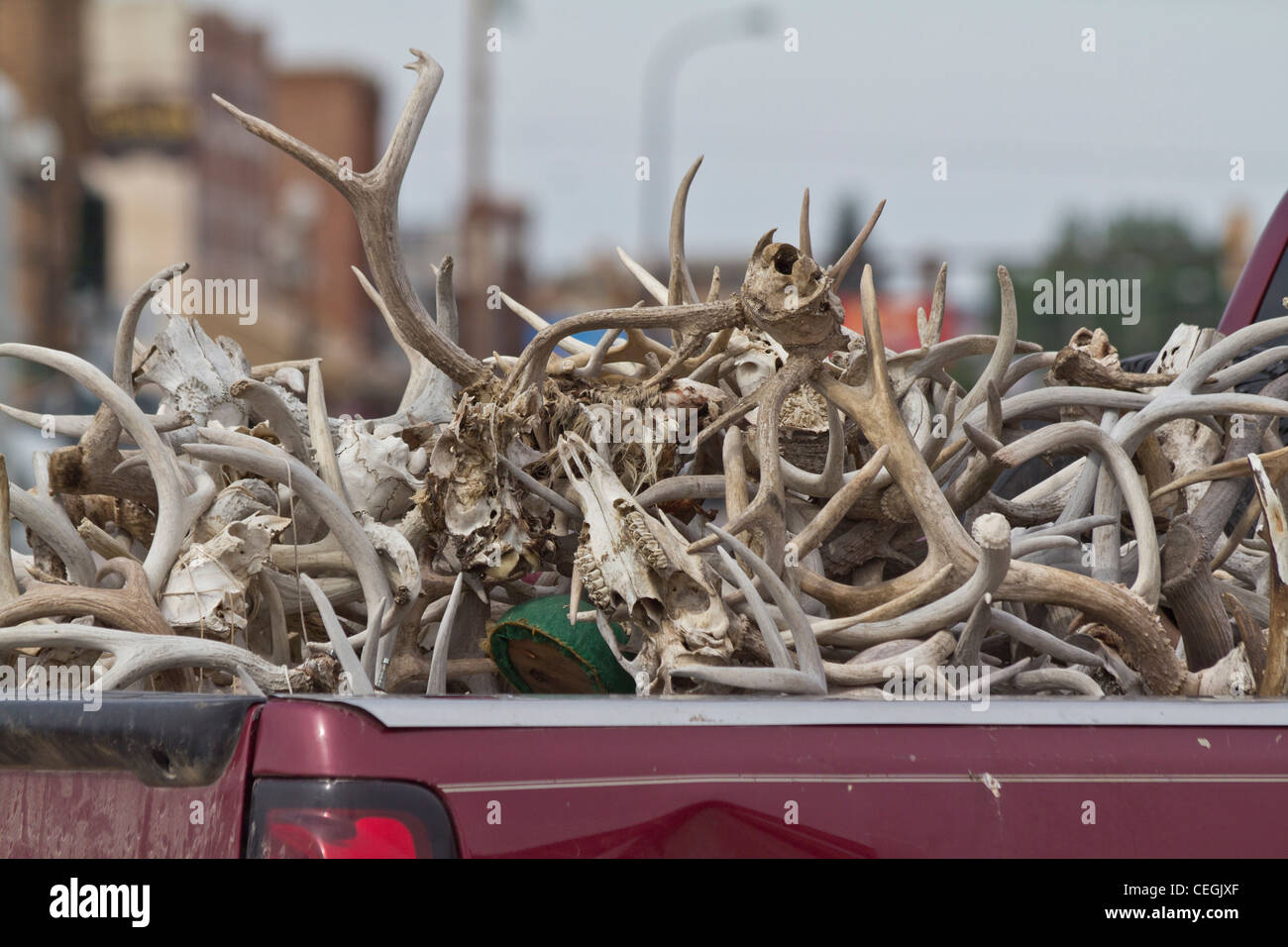 Truck on the city street with a pile antlers of wild animals close up ...