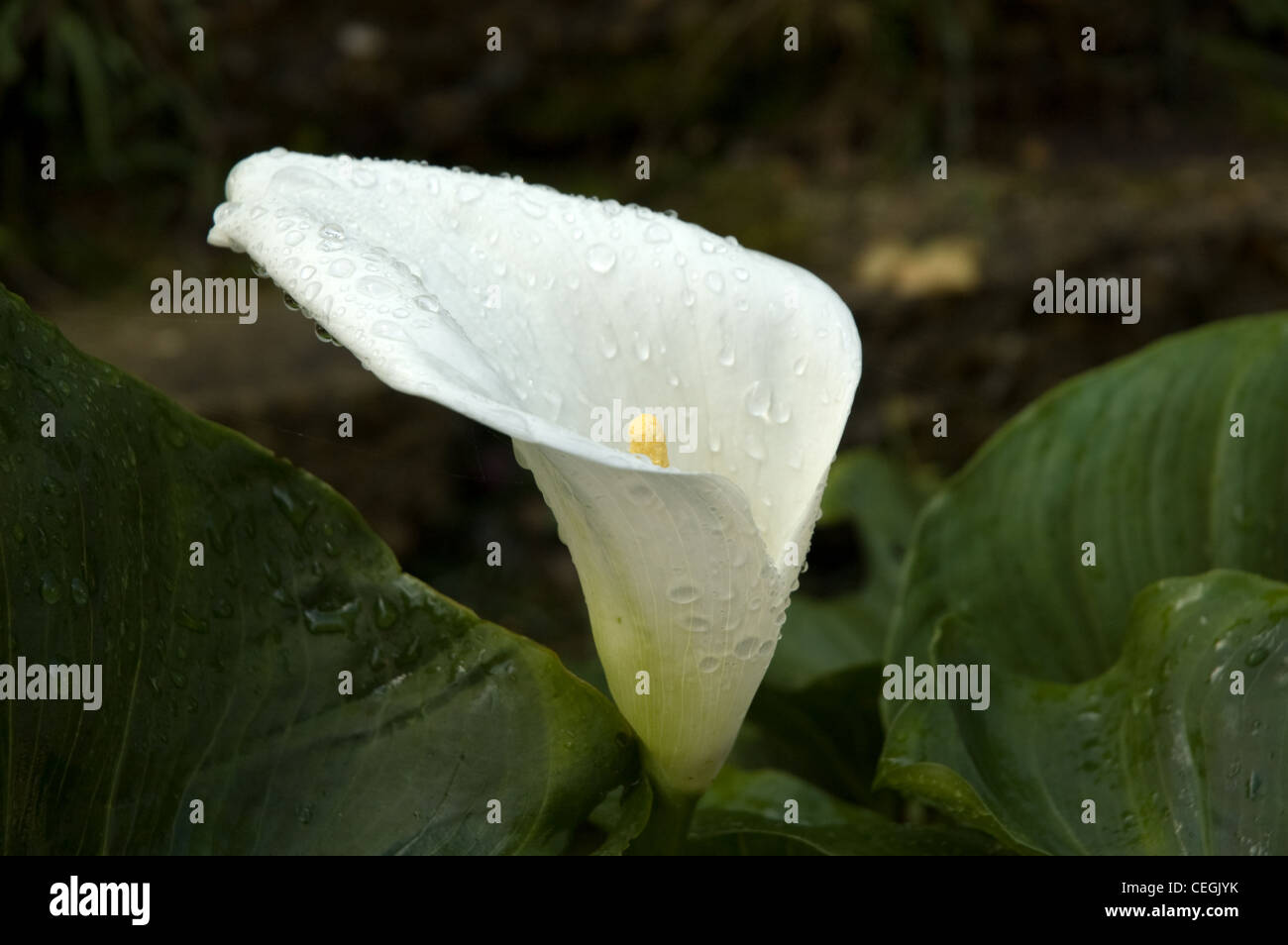 Calla lily leaf hi-res stock photography and images - Alamy