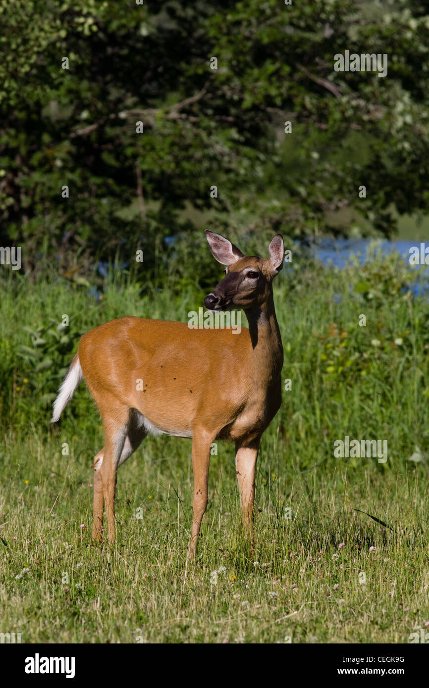 Doe project hi-res stock photography and images - Alamy