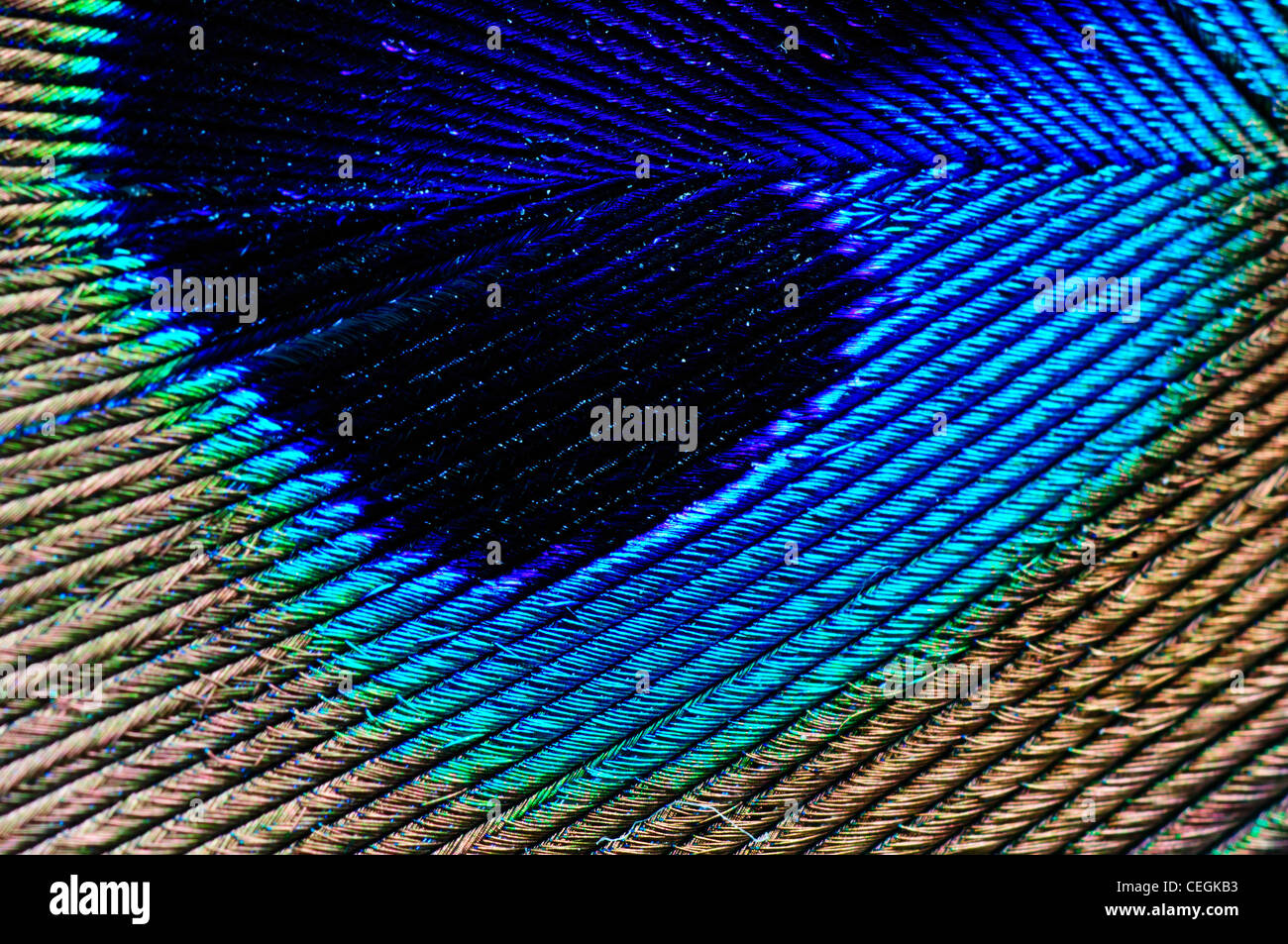 Real peacock hi-res stock photography and images - Alamy