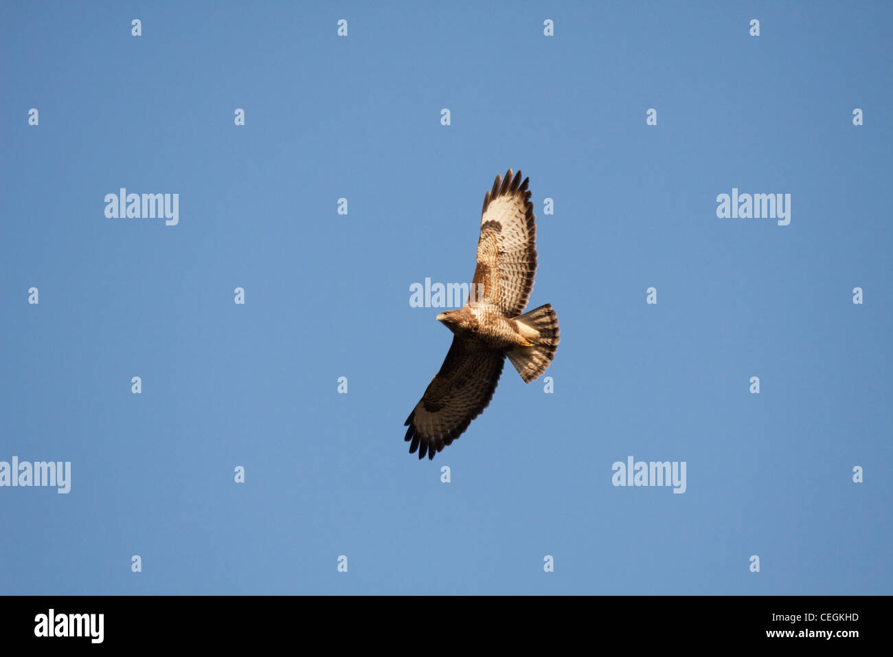 Common buzzard in flight hi-res stock photography and images - Alamy