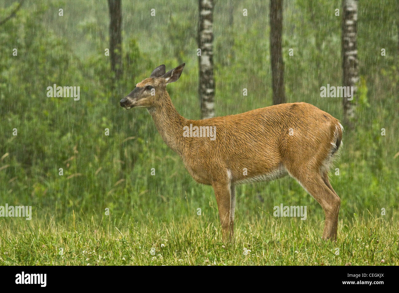 White-tailed doe standing in the rain Stock Photo - Alamy