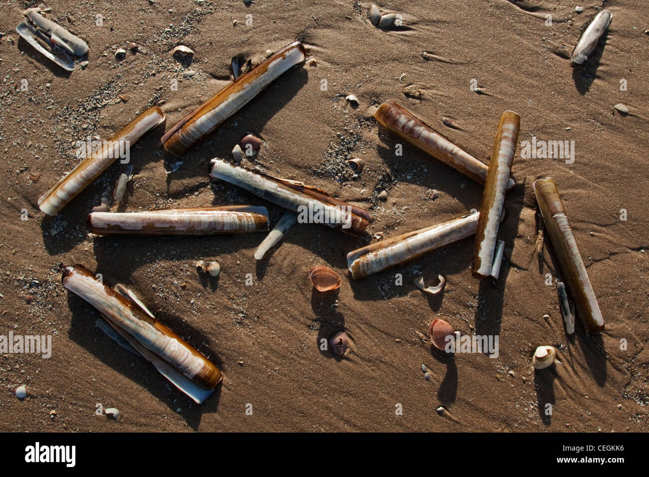 A collection of Razor Shells washed up on the Beach Stock Photo - Alamy