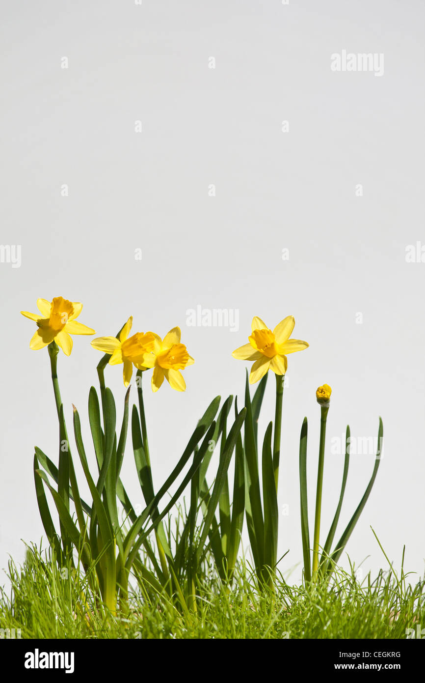 Foreground pictures Cut Out Stock Images & Pictures - Alamy