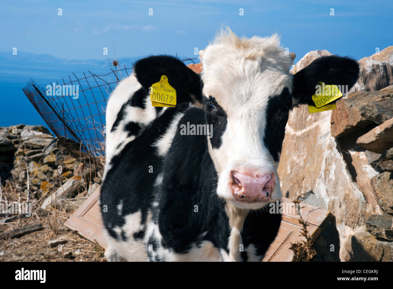 Cow in a field, Greek Cyclade island of Tinos Stock Photo - Alamy