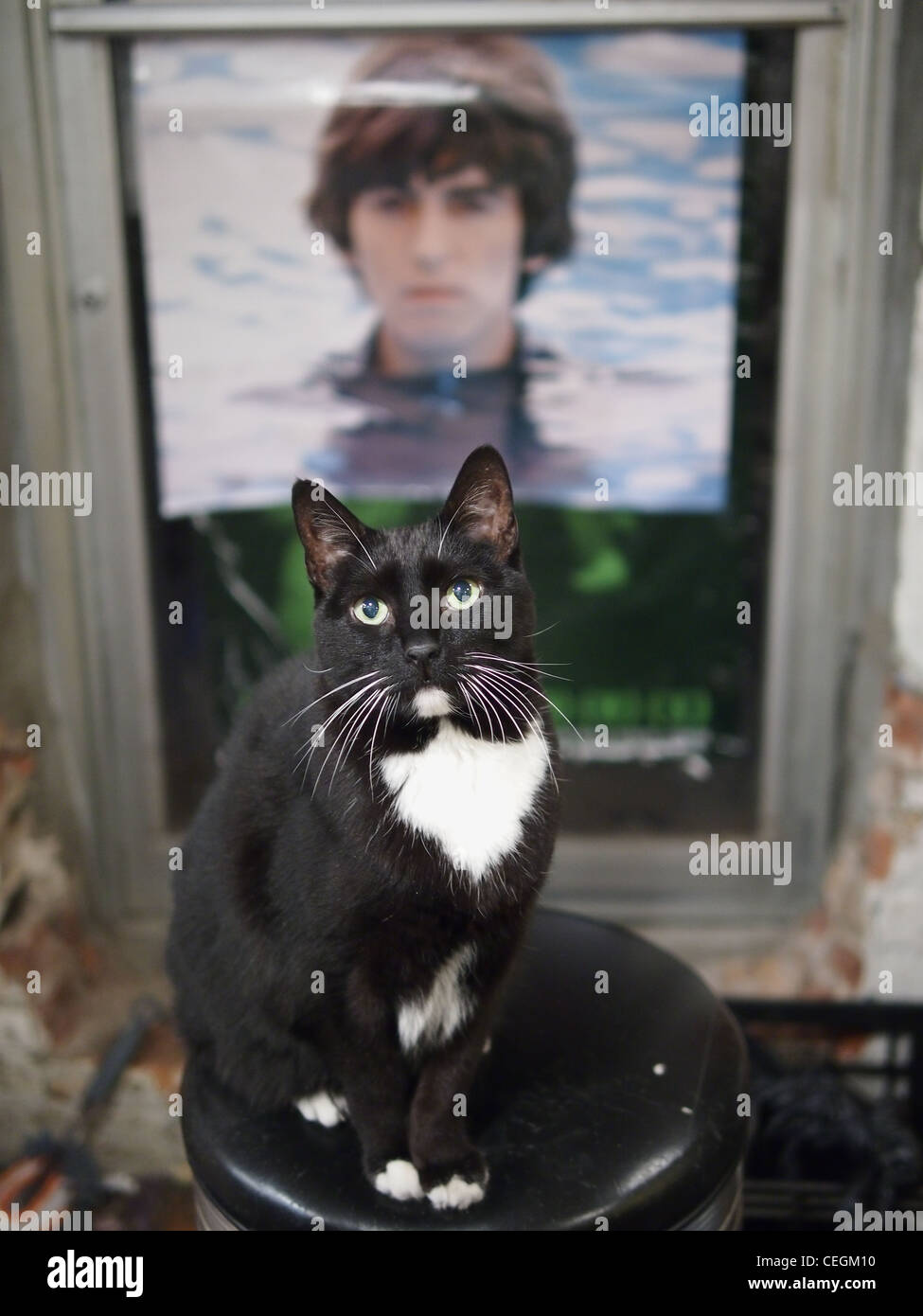 Spoonbill sugartown hi-res stock photography and images - Alamy