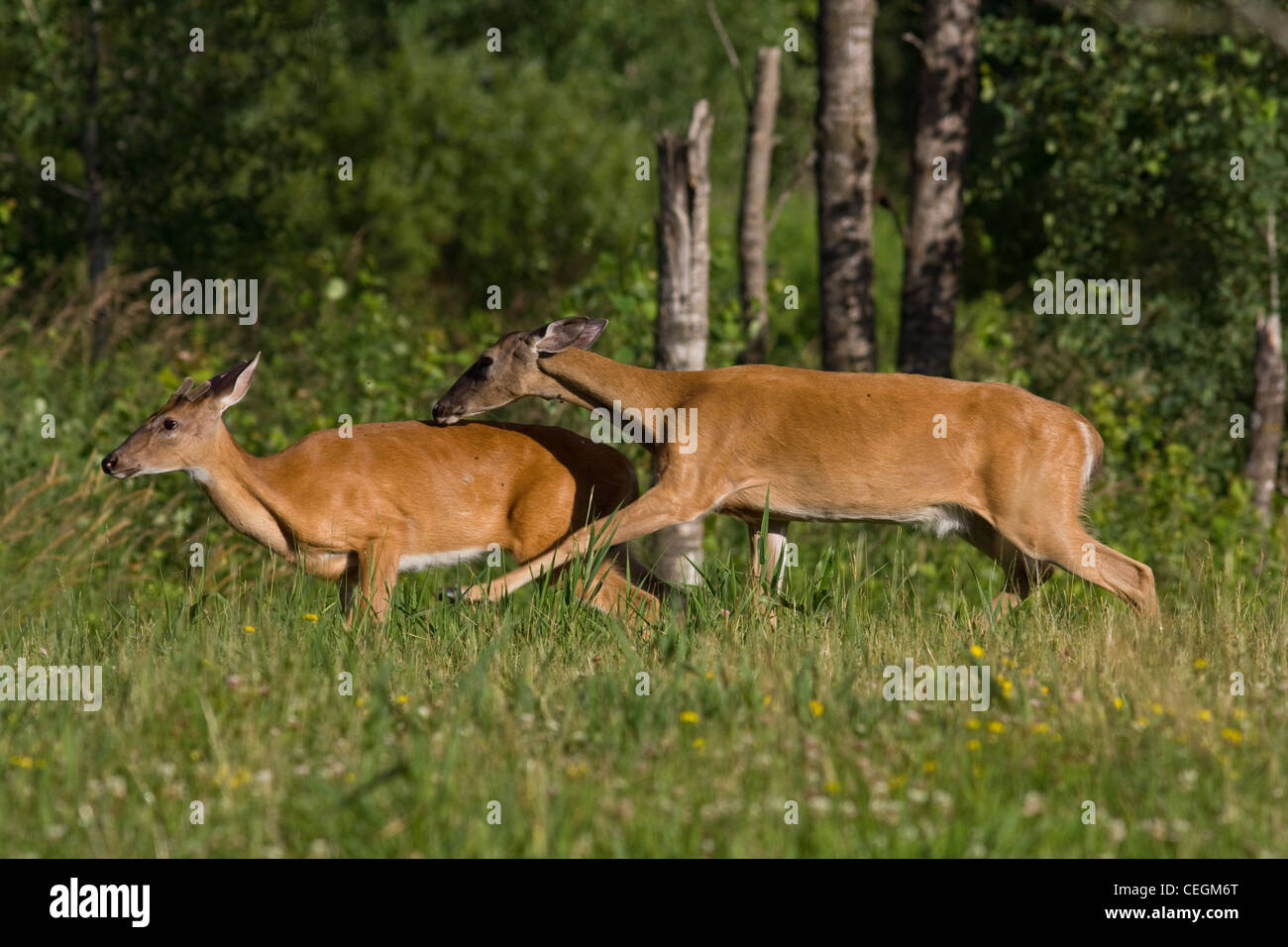 Deer scare hi-res stock photography and images - Alamy