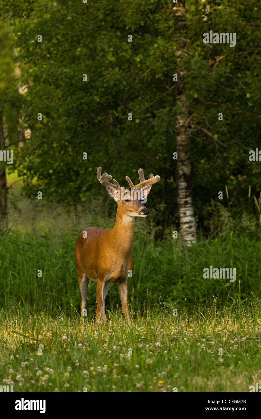 Velvet rack hi-res stock photography and images - Alamy