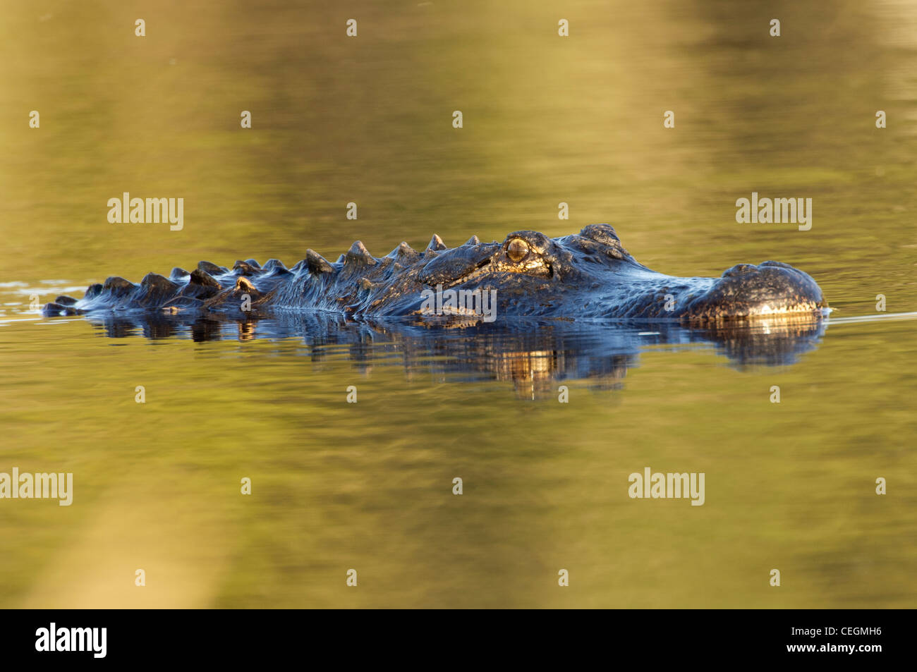 American Alligator at Paynes Prairie State Park, Florida Stock Photo ...