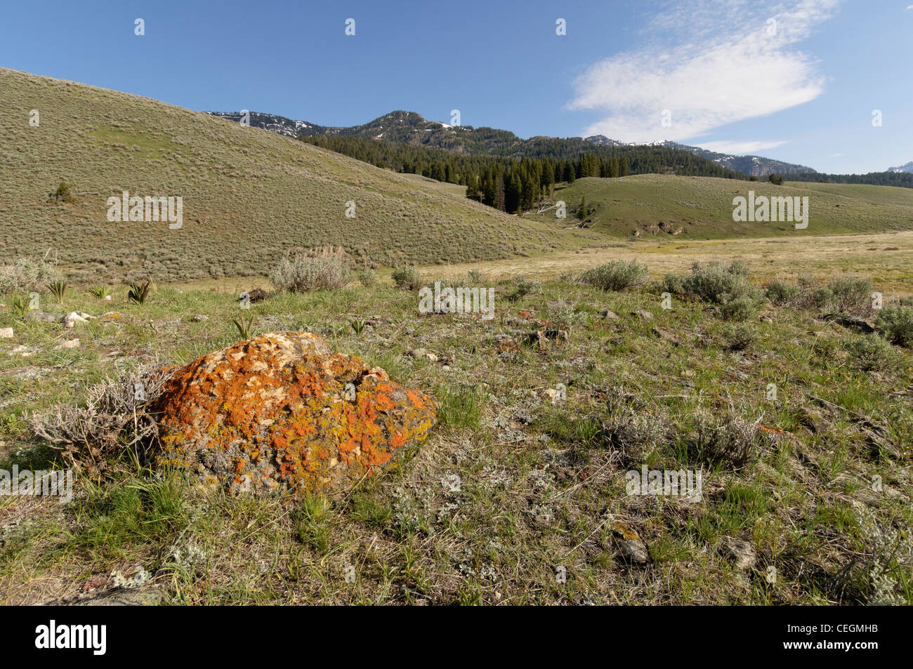 Yellowstone lichen hi-res stock photography and images - Alamy