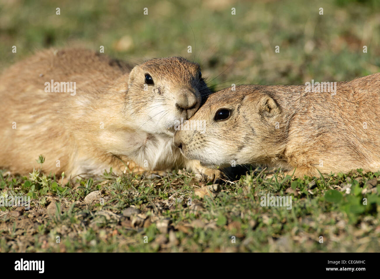 Black-tailed Prairie Dog family, Theodore Roosevelt National Park ...