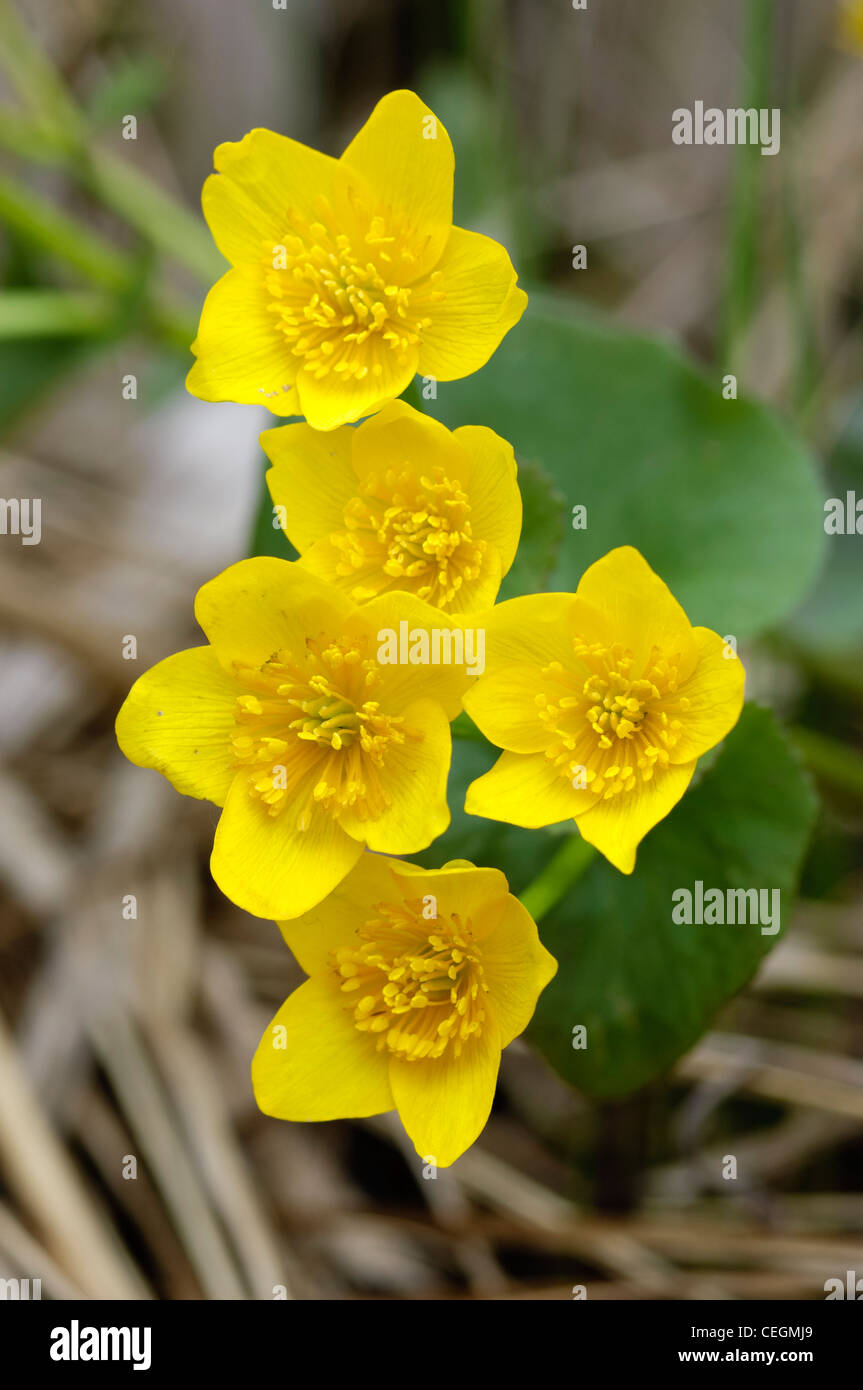 Marsh Marigolds in a marsh at Felton Prairie, Felton, Minnesota Stock ...