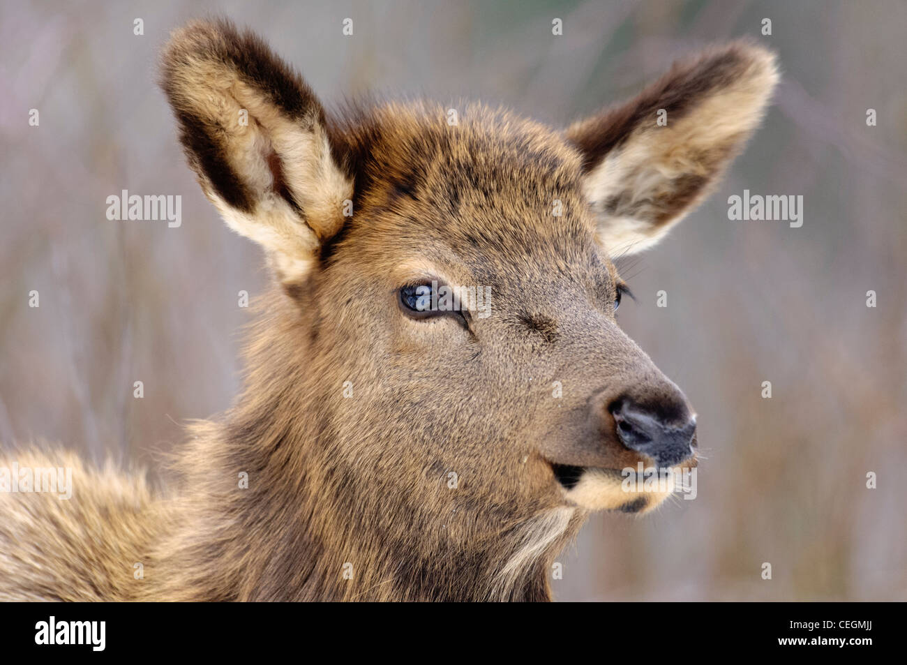 A female elk surveys the surroundings while foraging in central ...