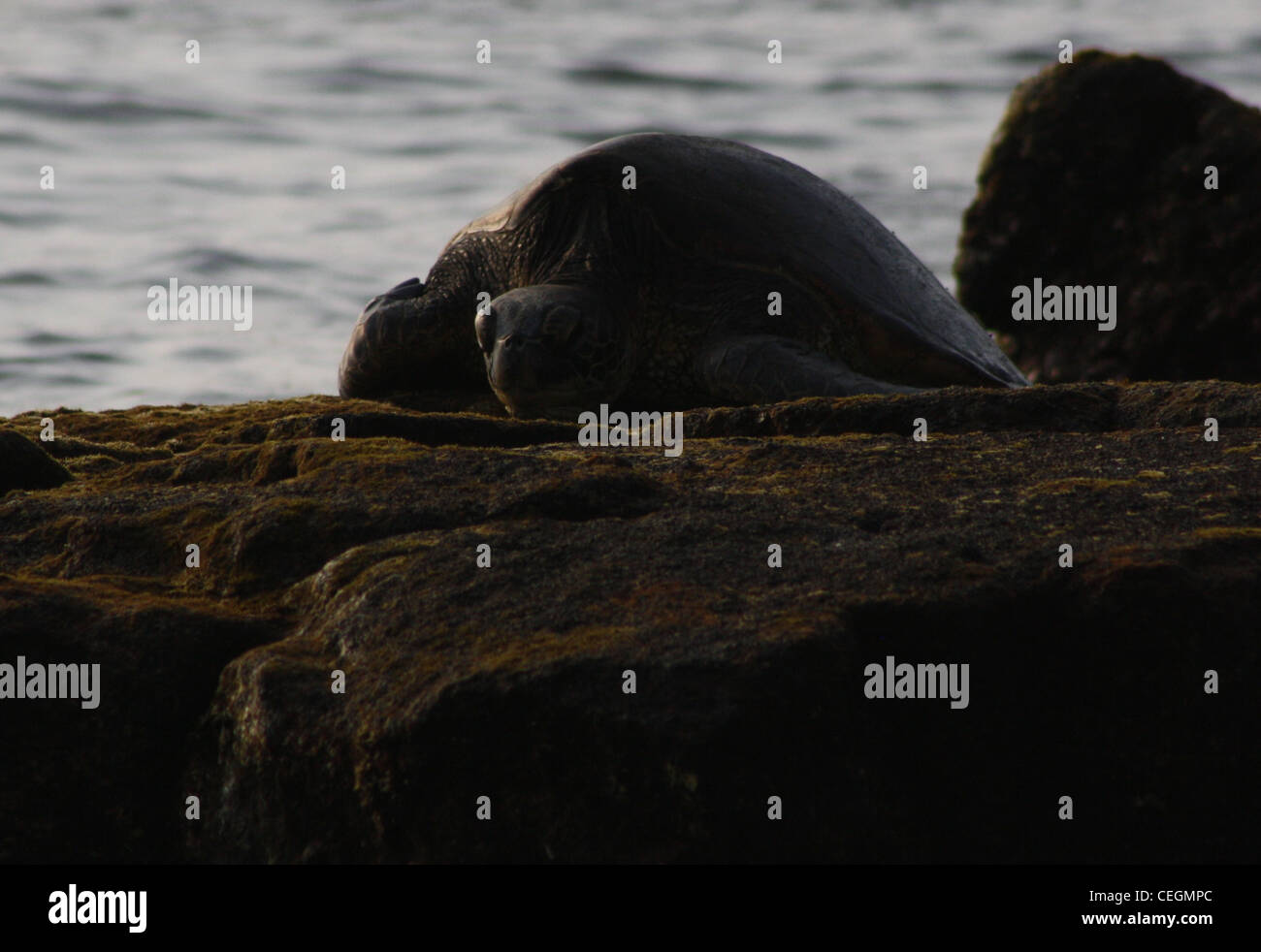 Hawaii honu hi-res stock photography and images - Alamy