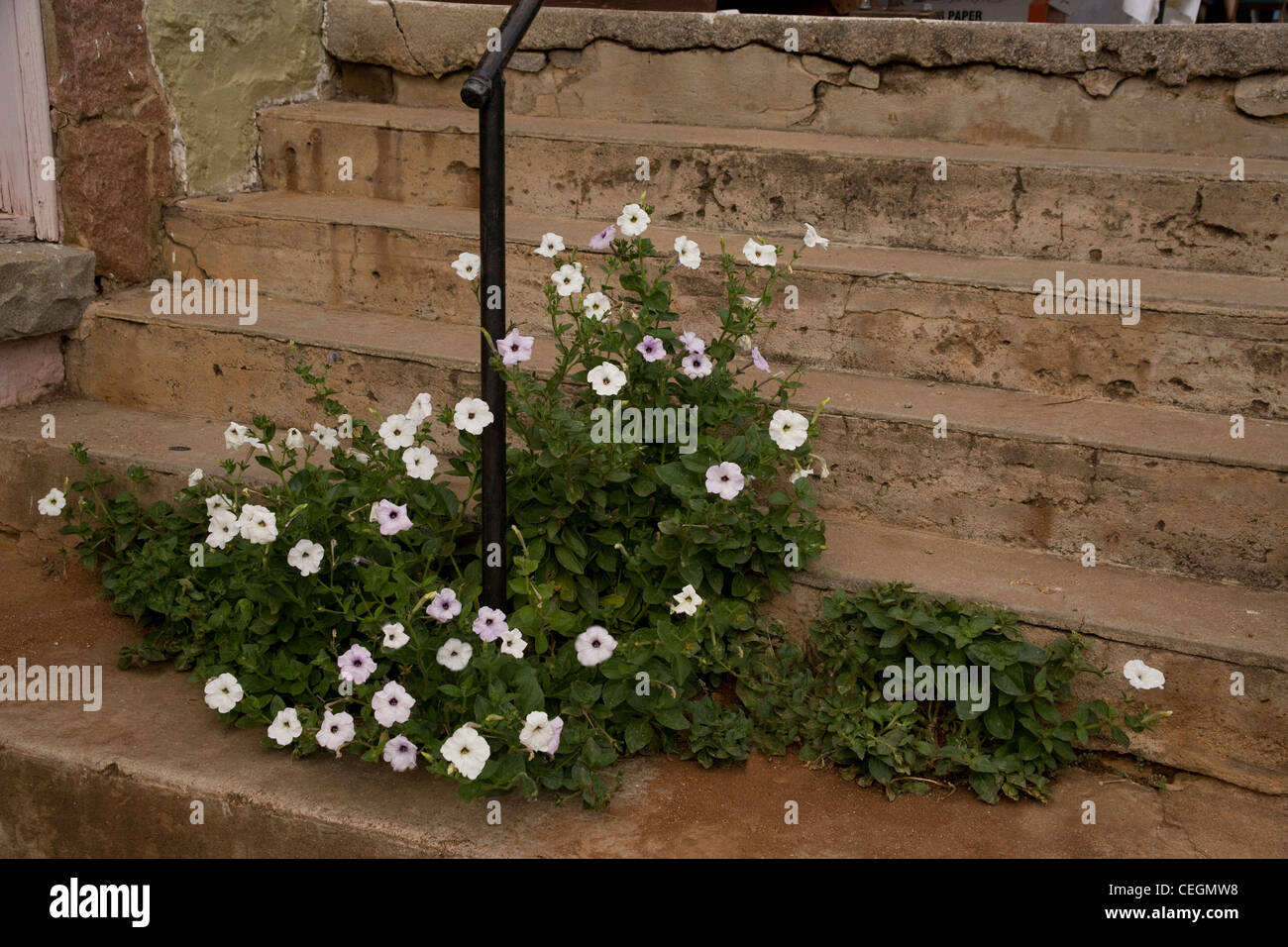 Colorful flowers on the hill hi-res stock photography and images - Alamy