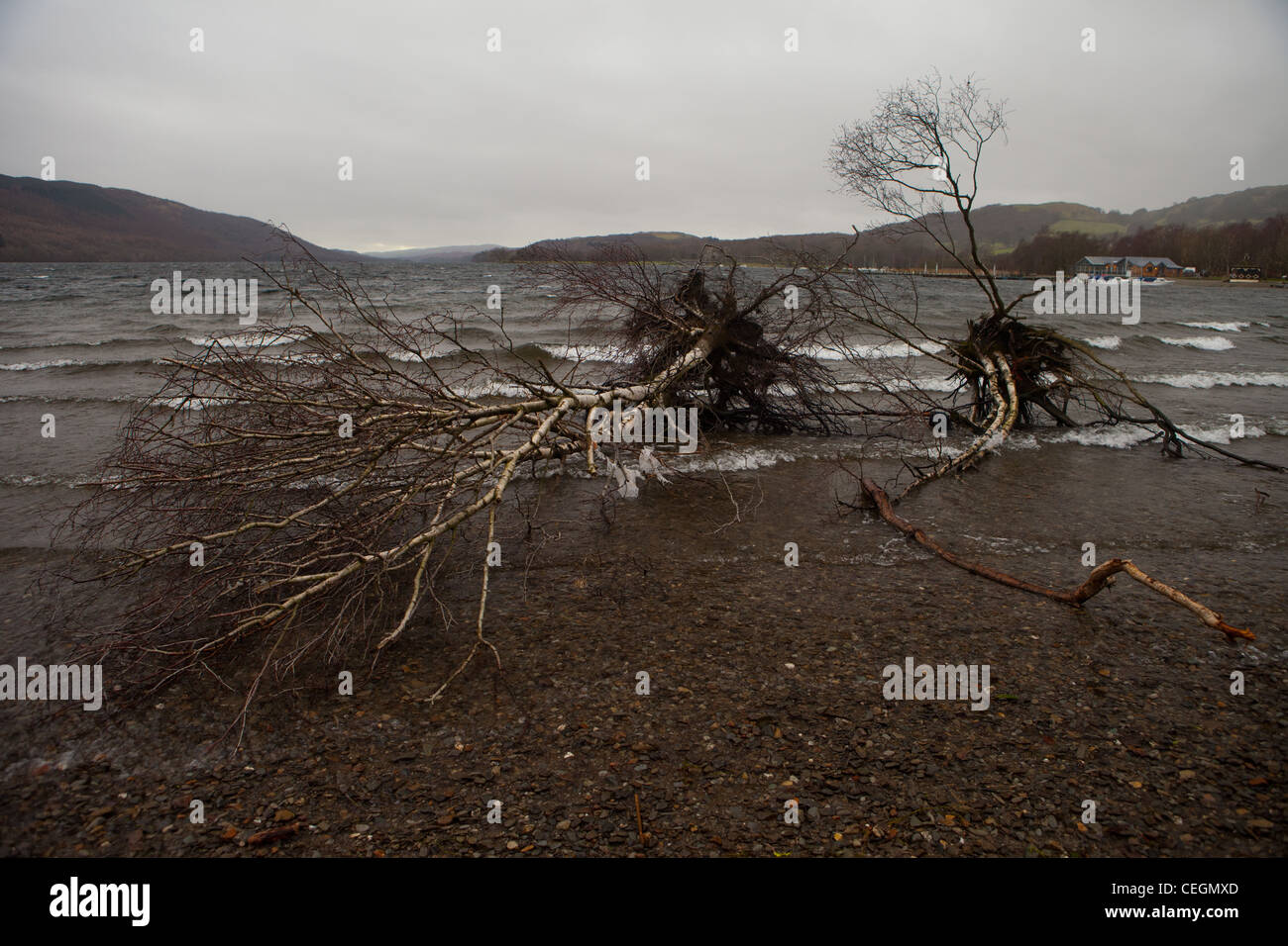 Horizontal wind blown tree on hi-res stock photography and images - Alamy