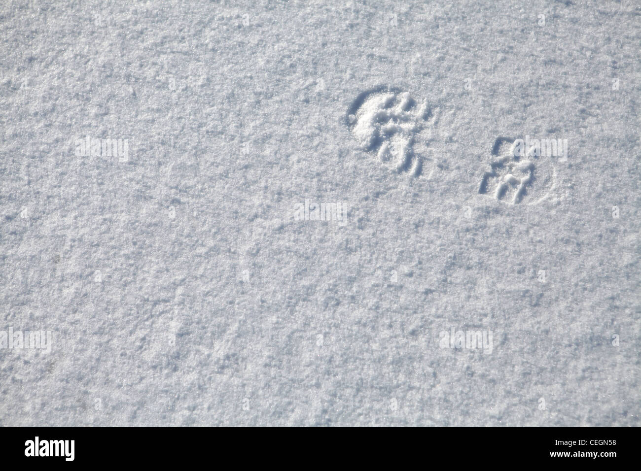 A single footprint on a snow surface Stock Photo - Alamy