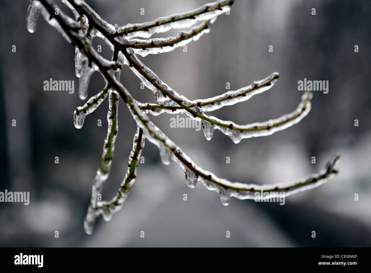 Frozen tree branch in winter Stock Photo - Alamy