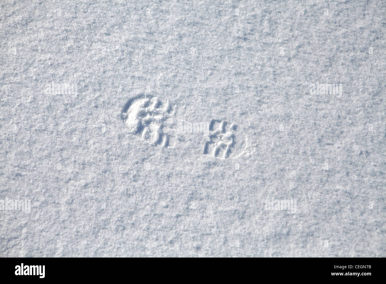 A single footprint on a snow surface Stock Photo - Alamy