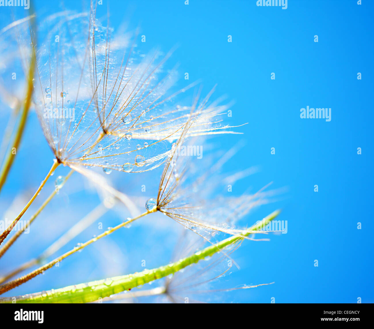 Soft dandelion flowers macro with dew drops over sky blue background ...