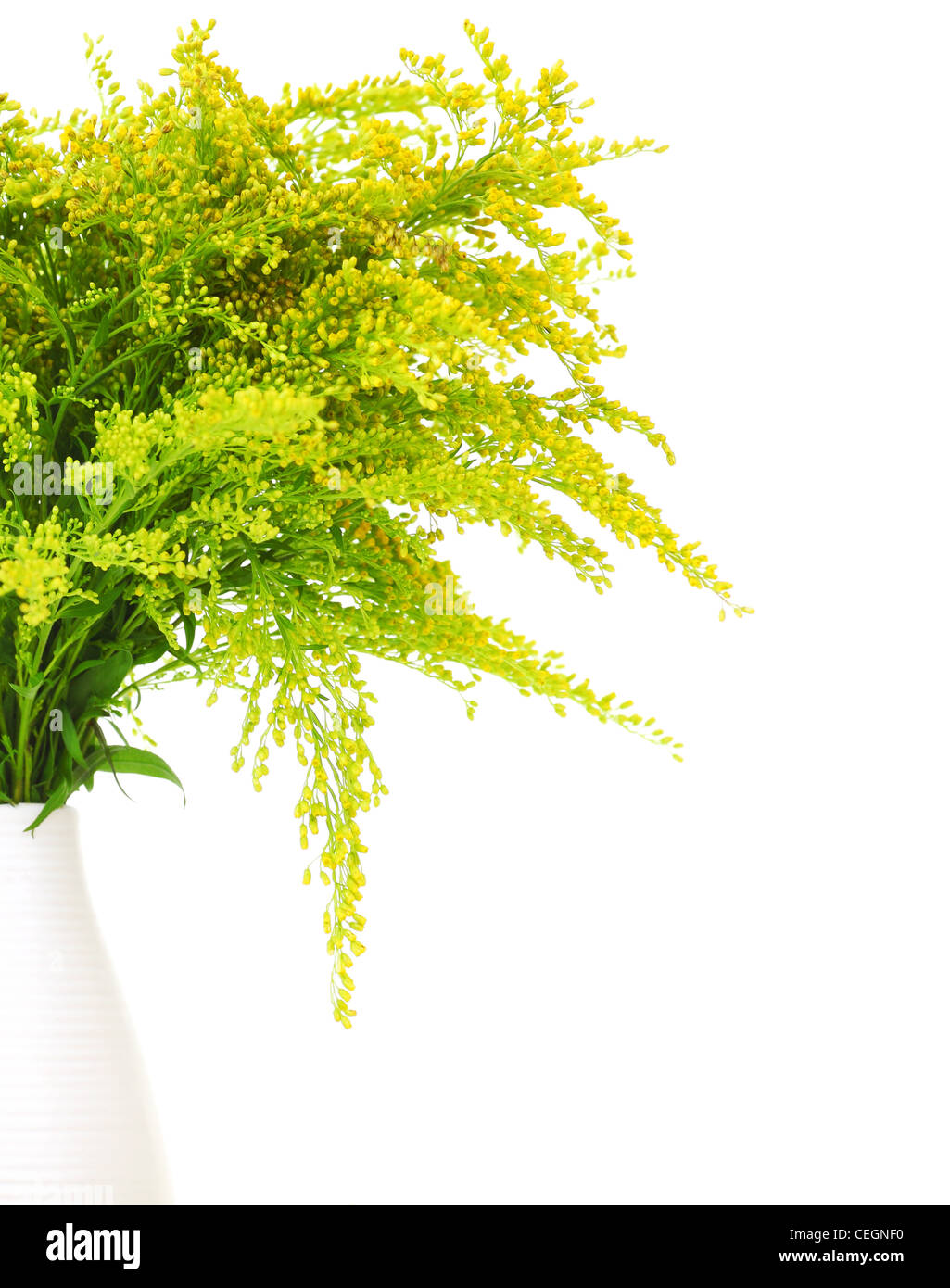 Fresh green yellow spring flowers border in the vase isolated on white ...