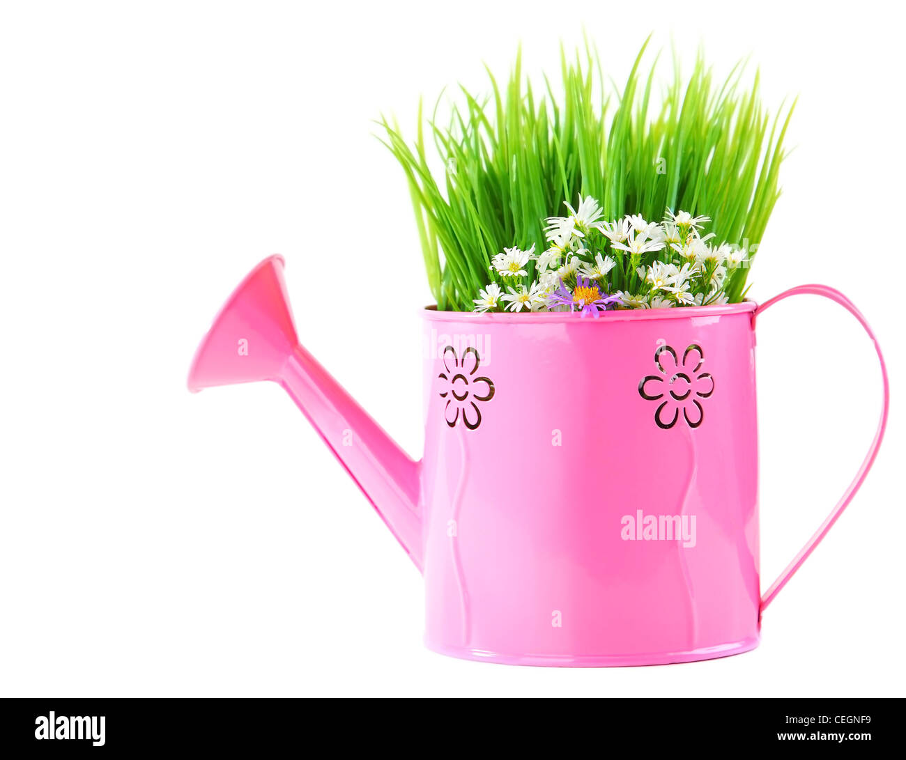 Pink watering can of spring fresh wild flowers isolated on white ...