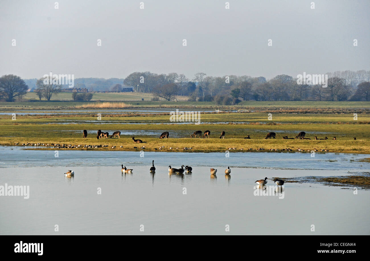 RSPB Pulborough Brooks Nature Reserve in West Sussex UK Stock Photo - Alamy