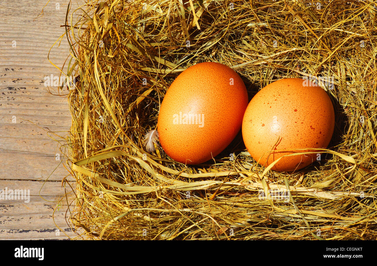 Two golden eggs with tiny feather isolated over dry grass Stock Photo ...
