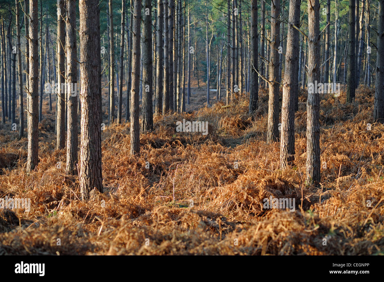 Pine trees on the heathland walk at the RSPB Pulborough Brooks Nature ...