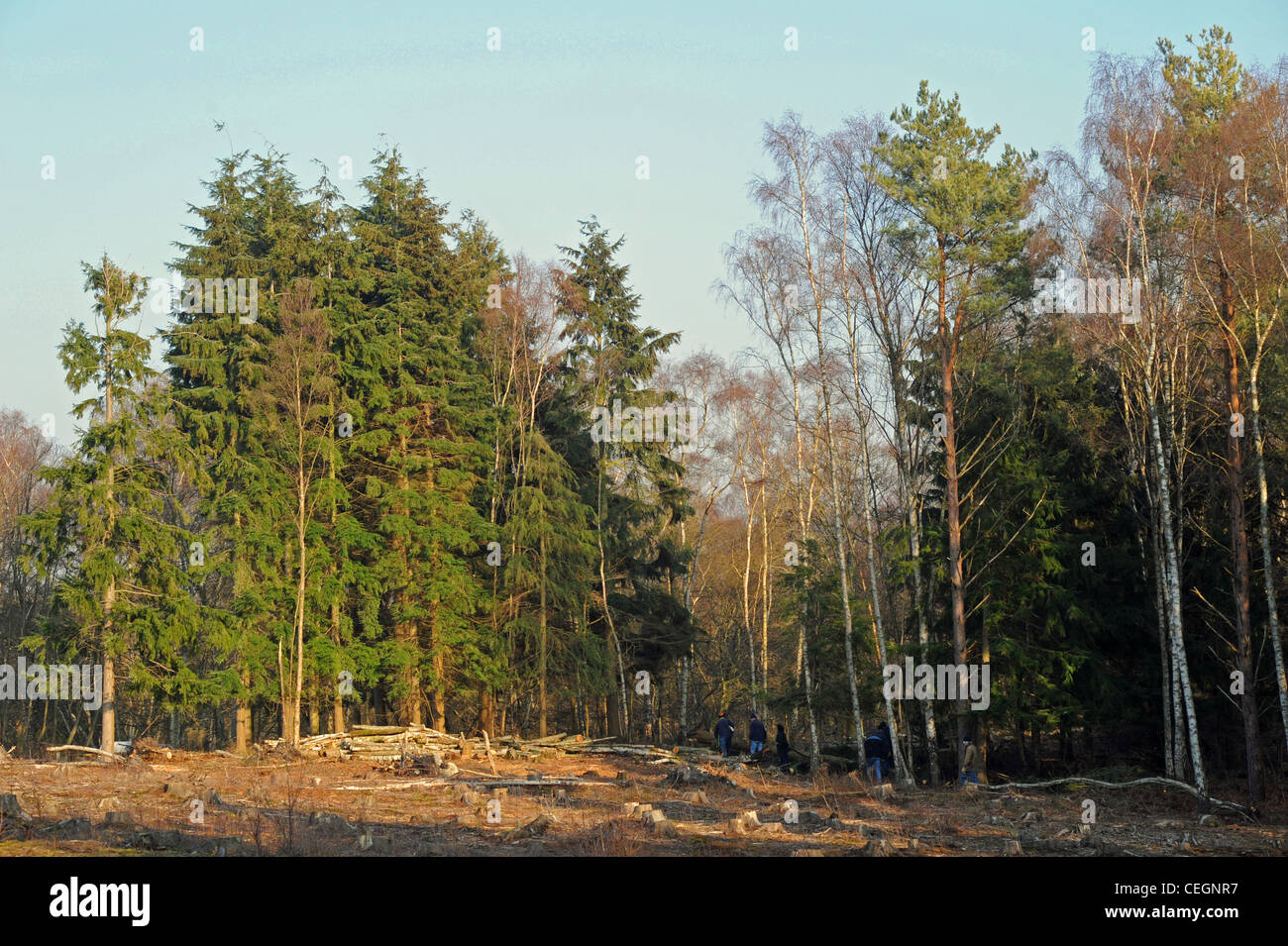 Pine trees on the heathland walk at the RSPB Pulborough Brooks Nature ...