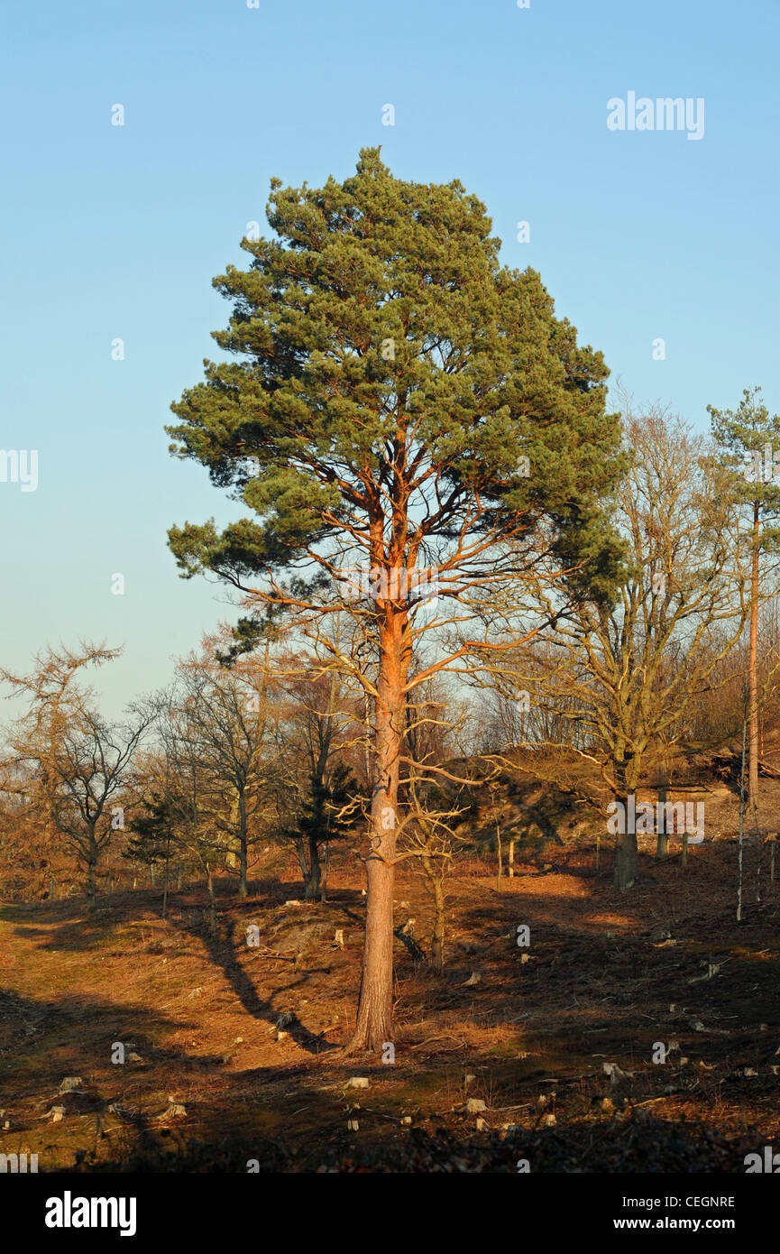 Pine trees on the heathland walk at the RSPB Pulborough Brooks Nature ...