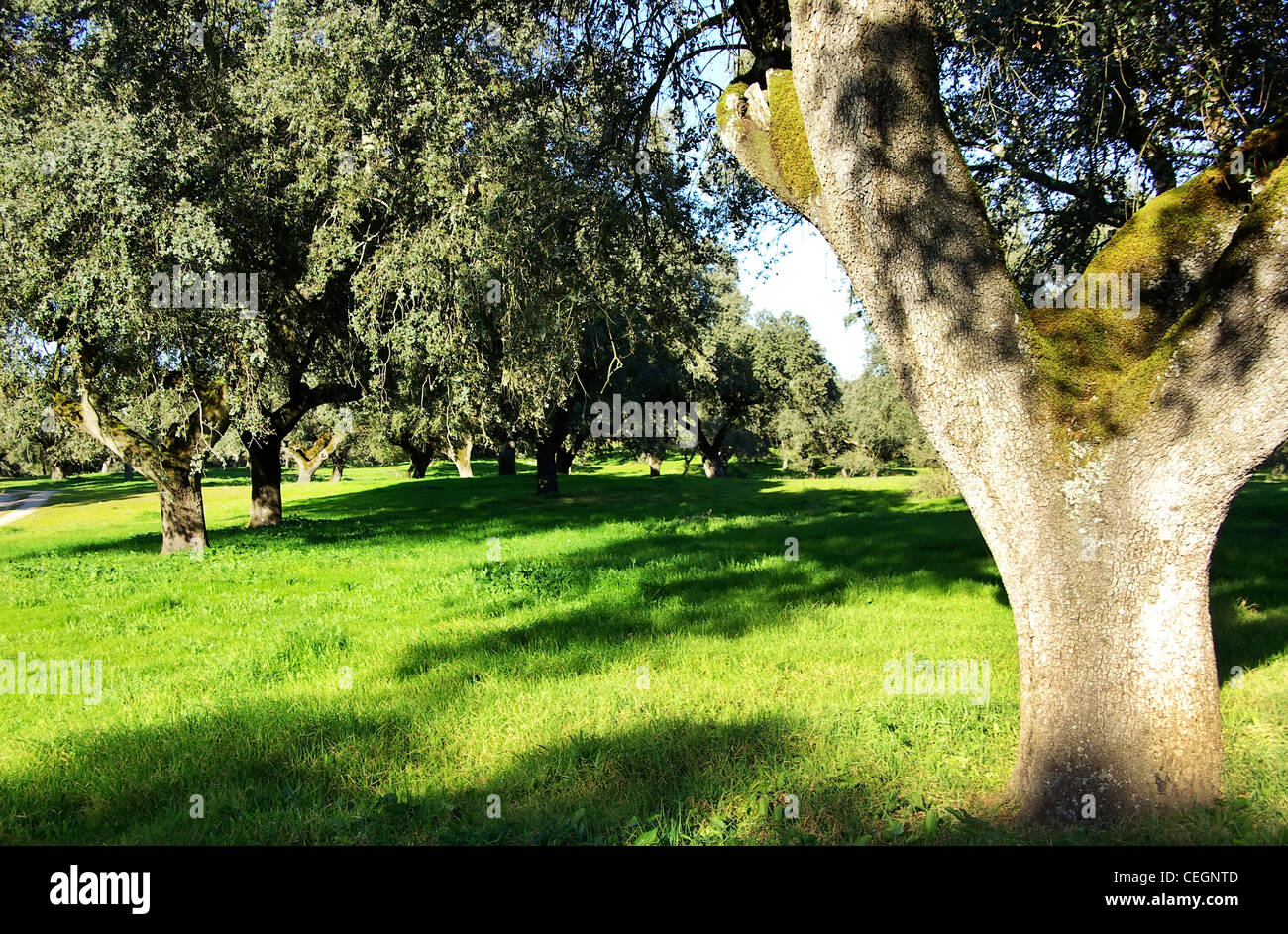 Oaks tree at portuguese forest Stock Photo - Alamy
