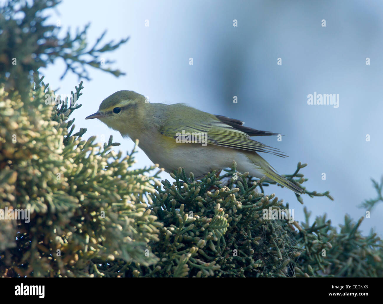 Wood Warbler looking for food in fir tree Cyprus during spring Stock ...
