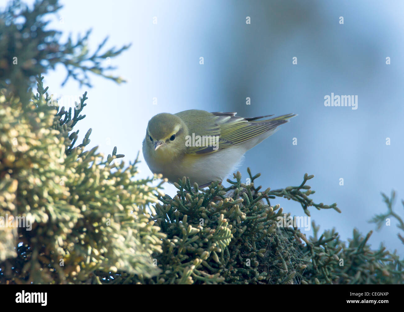 Wood Warbler looking for food in fir tree Cyprus during spring Stock ...