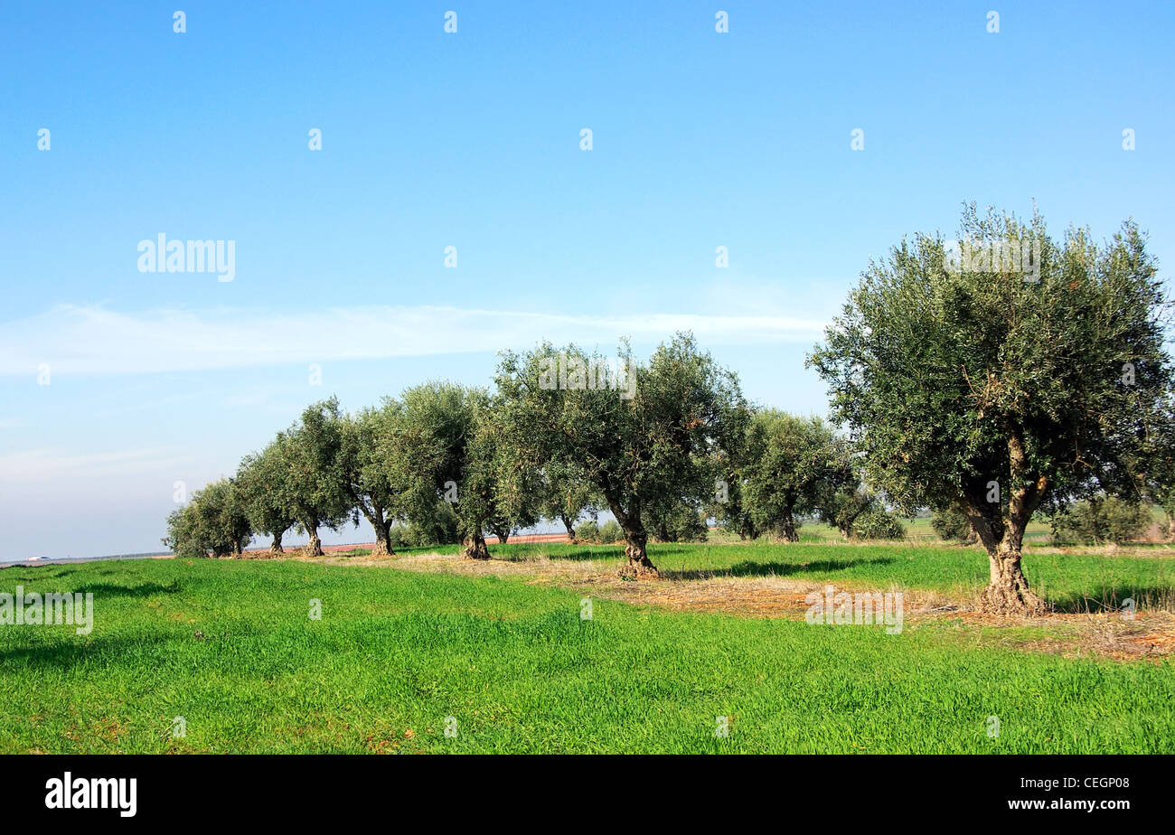 Very old olive tree forest hi-res stock photography and images - Alamy