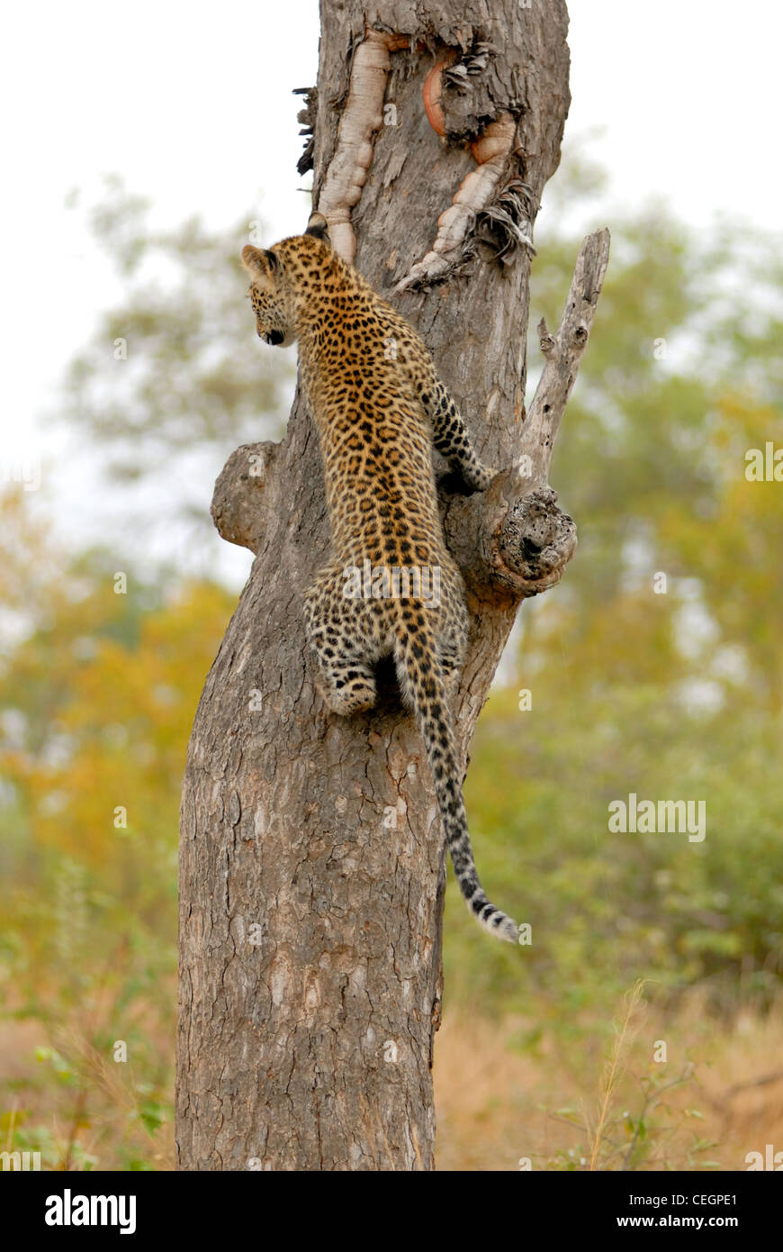 Leopard cub running up a tree Stock Photo - Alamy