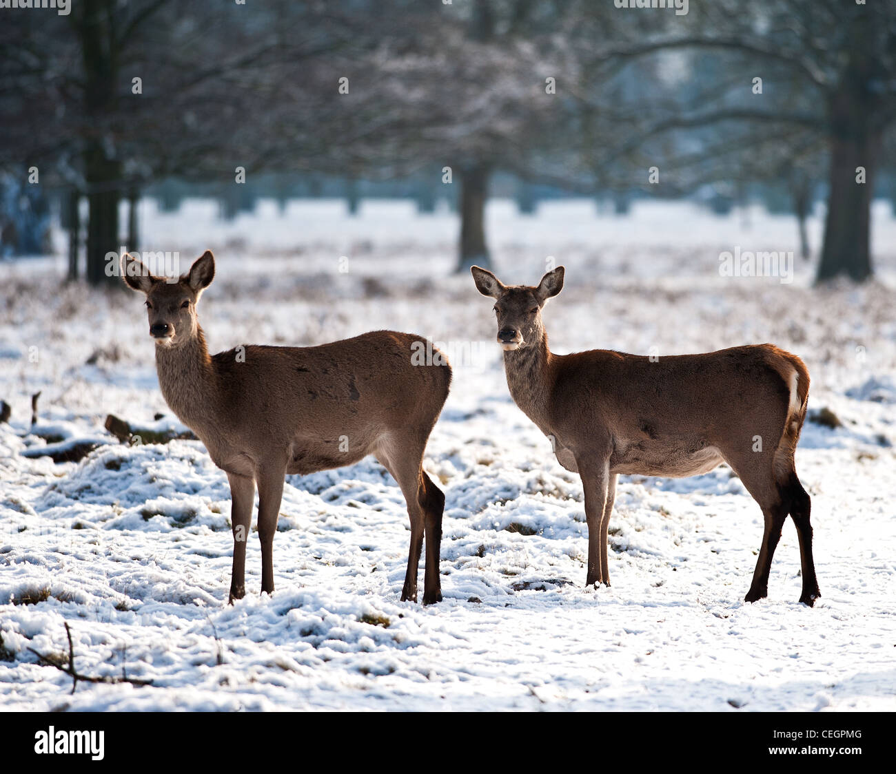 Two female Red Deer in Bushy Park in London Stock Photo - Alamy
