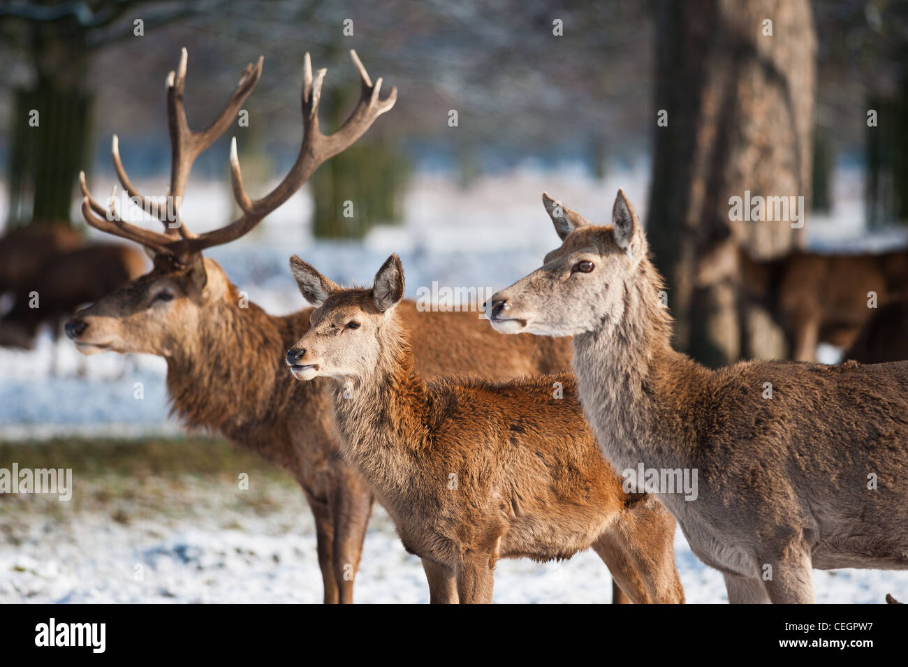 Red Deer in Bushy Park in London Stock Photo - Alamy