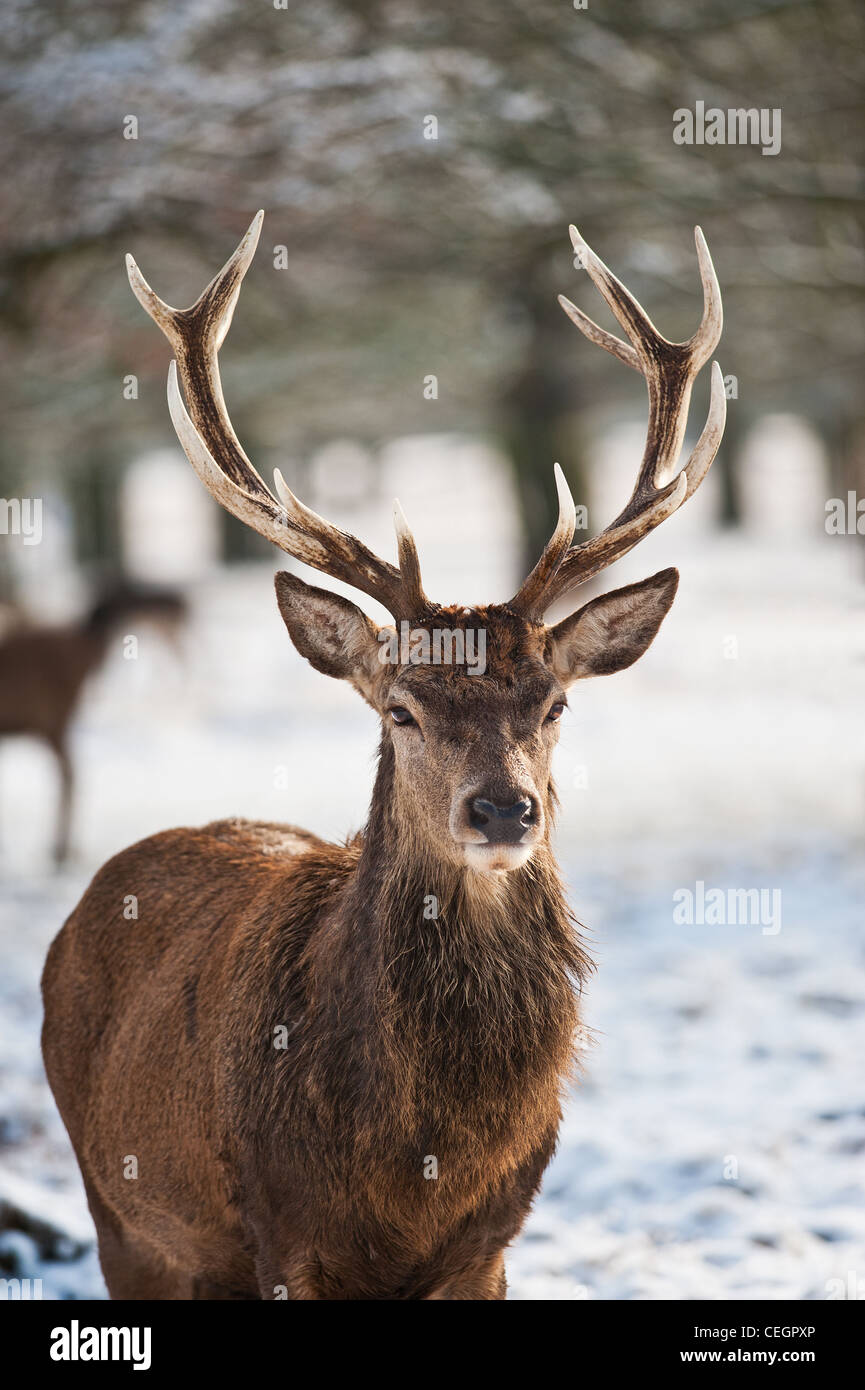 Stag in bushy park hi-res stock photography and images - Alamy