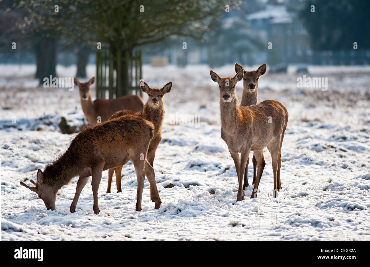 Red deer watching hi-res stock photography and images - Alamy