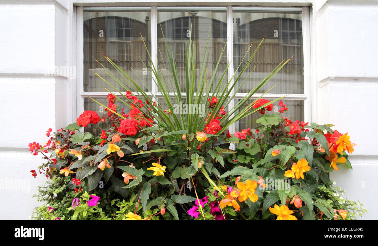 Flowers for exterior hi-res stock photography and images - Alamy