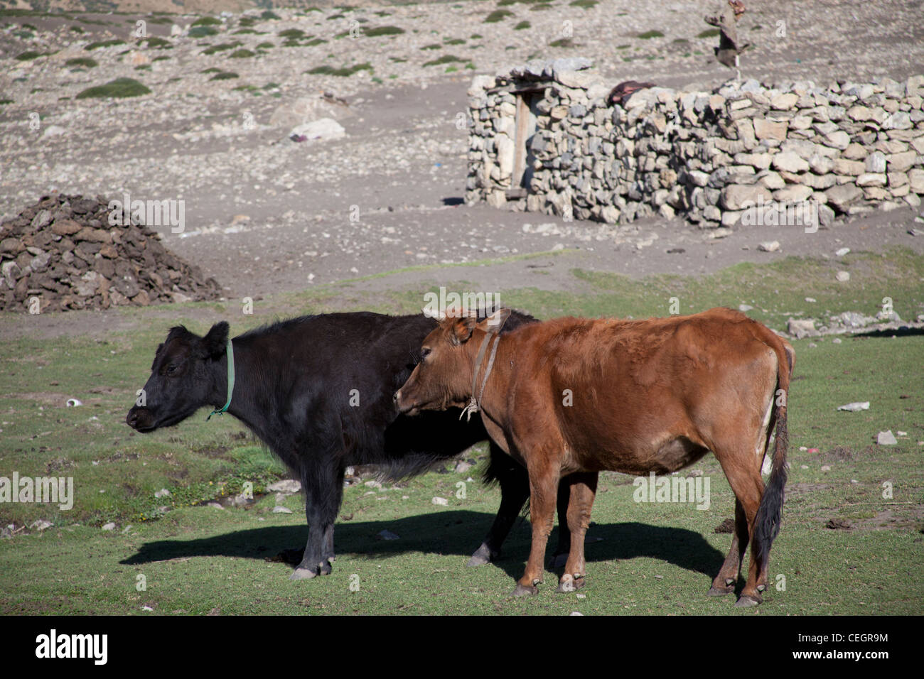 Animals culture himachal pradesh hi-res stock photography and images ...
