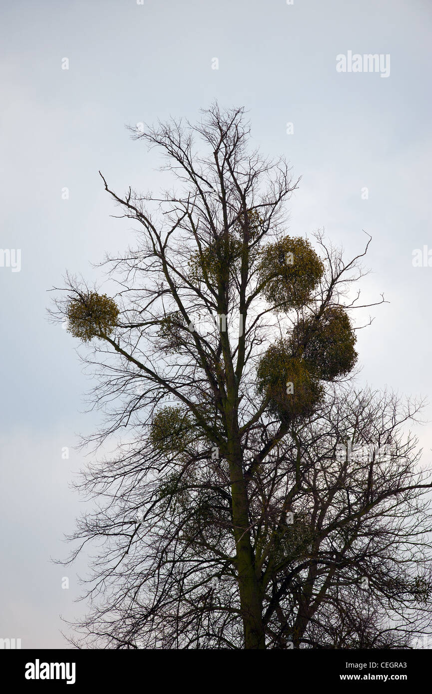 Mistletoe tree hi-res stock photography and images - Alamy