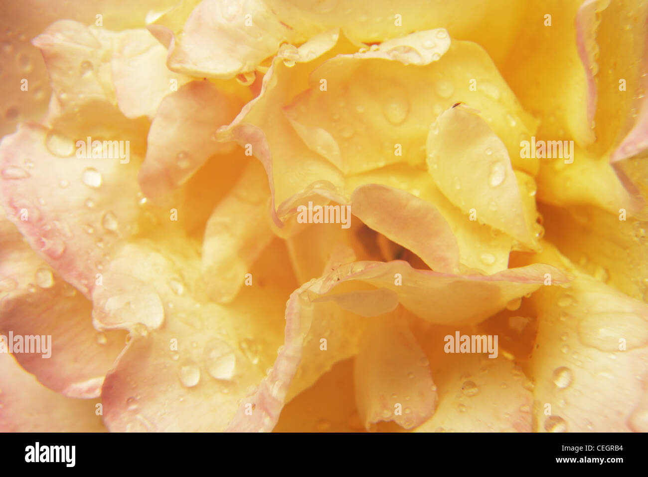 abstract background - yellow rose with water drops Stock Photo - Alamy