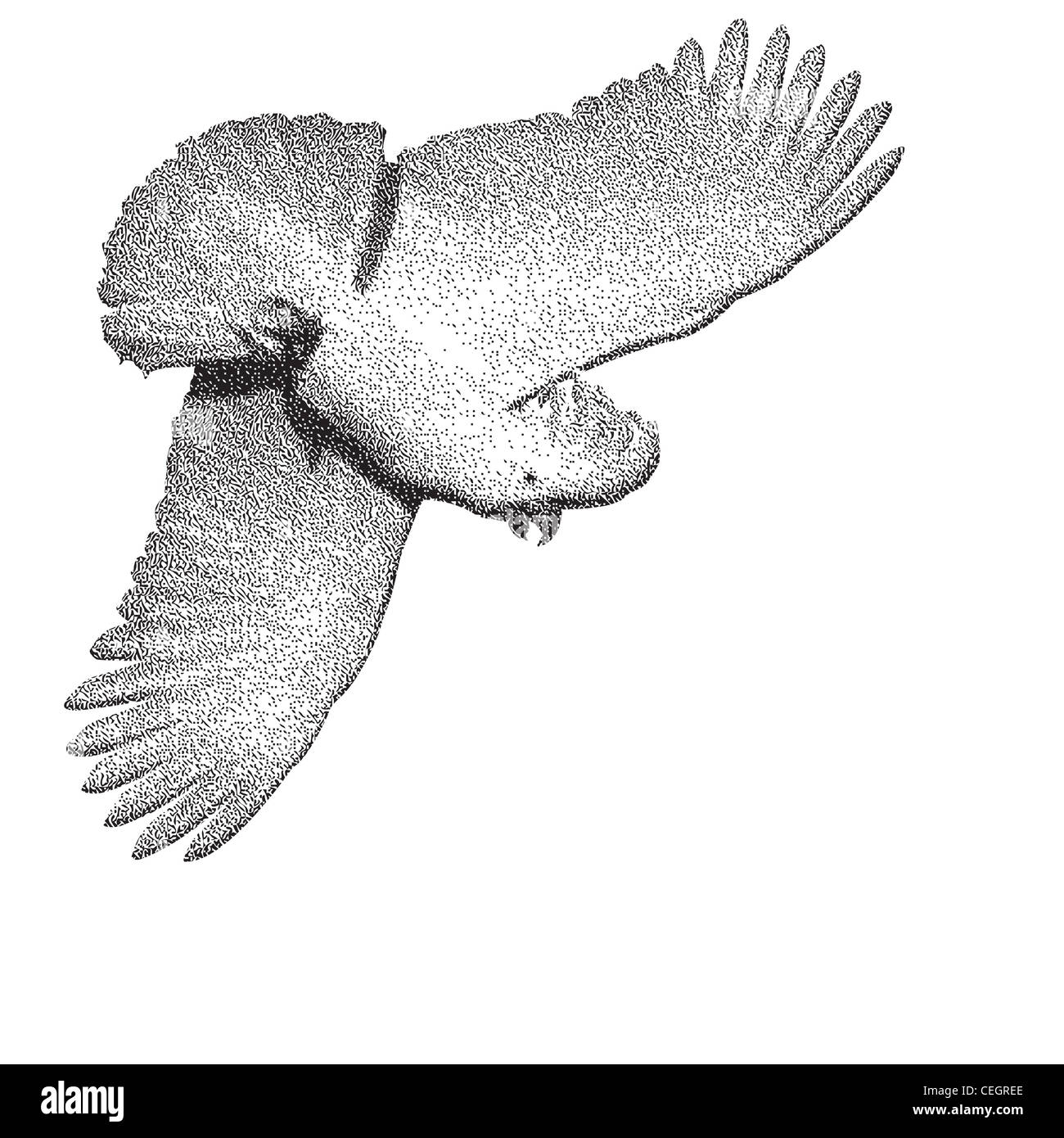 Cockatoo drawing hi-res stock photography and images - Alamy