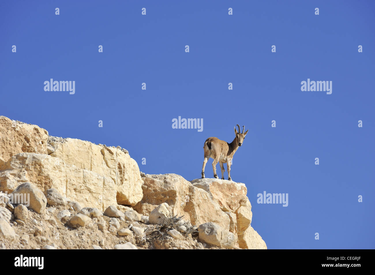 A Ibex ( mountain goat ) in Ein Avdat national park, Israel Stock Photo ...