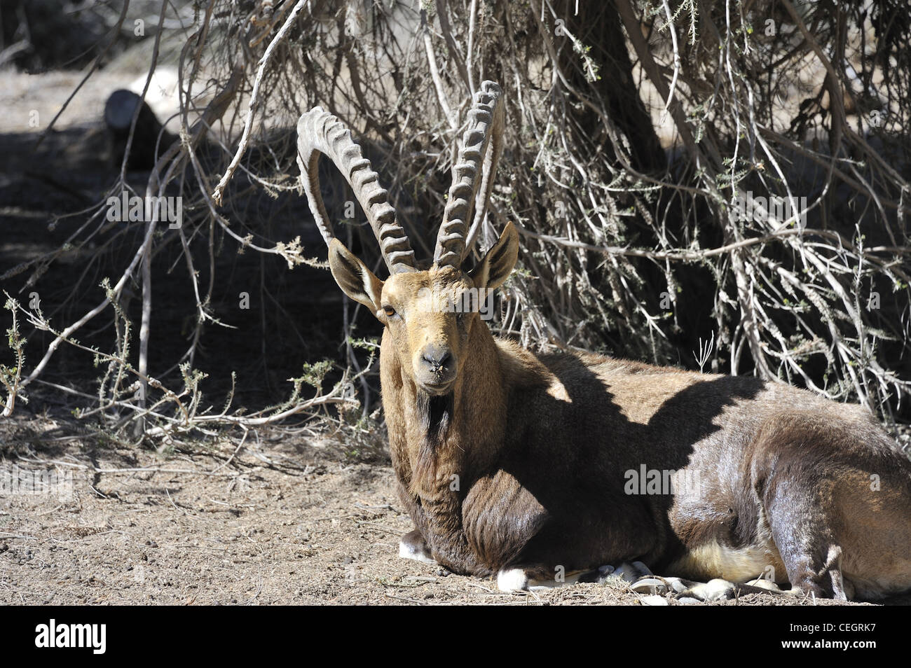 A Ibex ( mountain goat ) in Ein Avdat national park, Israel Stock Photo ...