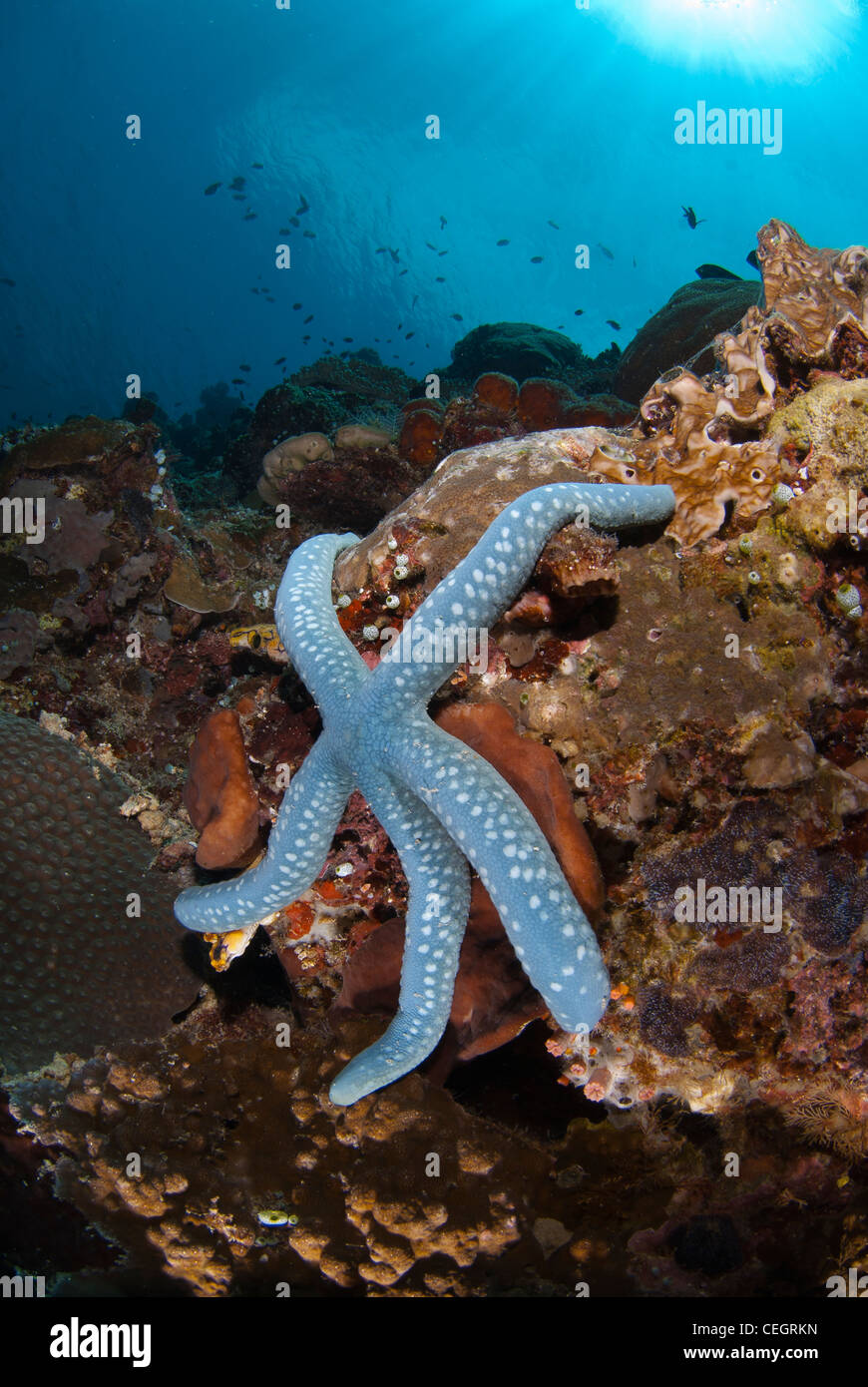 A blue or azure star fish holds onto a coral head in the Bunaken Marine ...
