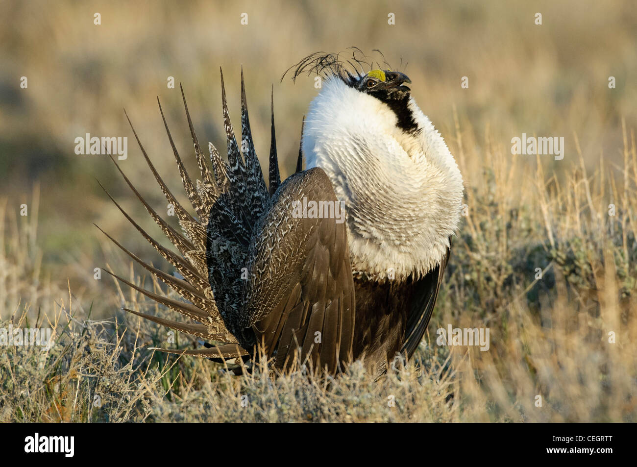 Sage grouse breeding behavior hi-res stock photography and images - Alamy